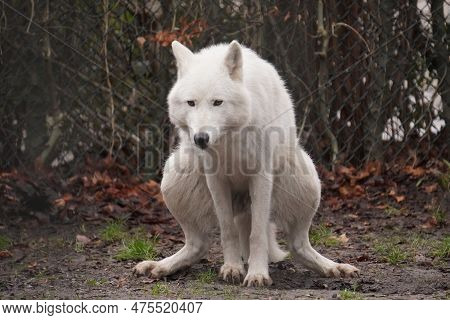 Pooping White Wolf Image & Photo (Free Trial) | Bigstock