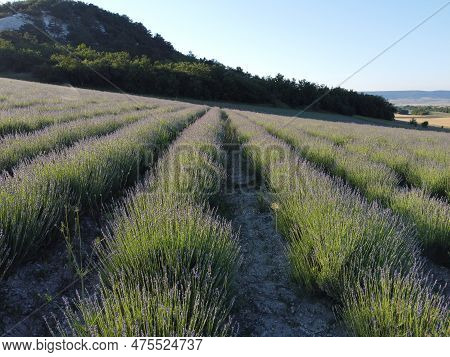 Lavender Fields Images, Illustrations & Vectors (Free) - Bigstock