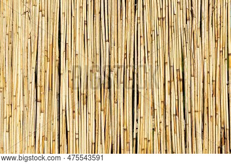 Fern Reed Screen. Hay Image & Photo (Free Trial) | Bigstock