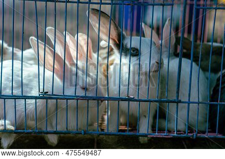 Rabbits Cage Looking Image & Photo (Free Trial) | Bigstock