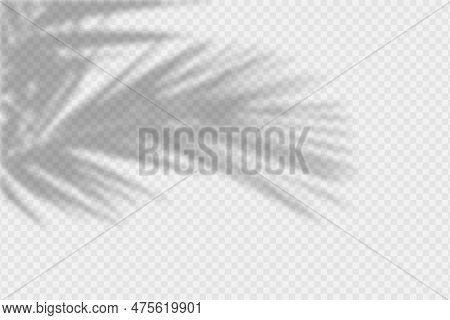 Shadow Overlay Palm Vector & Photo (Free Trial) | Bigstock