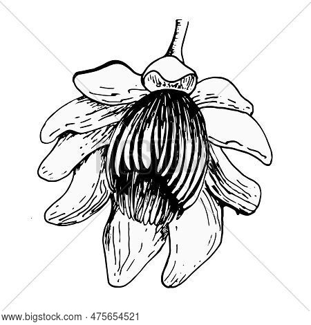 Passion Flower Vector Vector & Photo (Free Trial) | Bigstock