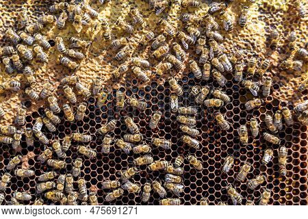 HONEY Images, Illustrations & Vectors (Free) - Bigstock