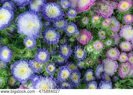 Flowers Top View Images, Illustrations & Vectors (Free) - Bigstock