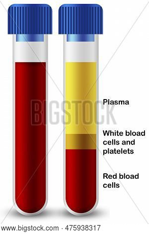 Blood Composition Image & Photo (Free Trial) | Bigstock
