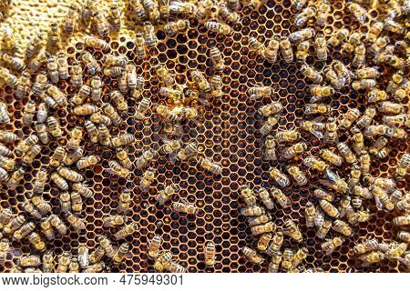 HONEY Images, Illustrations & Vectors (Free) - Bigstock