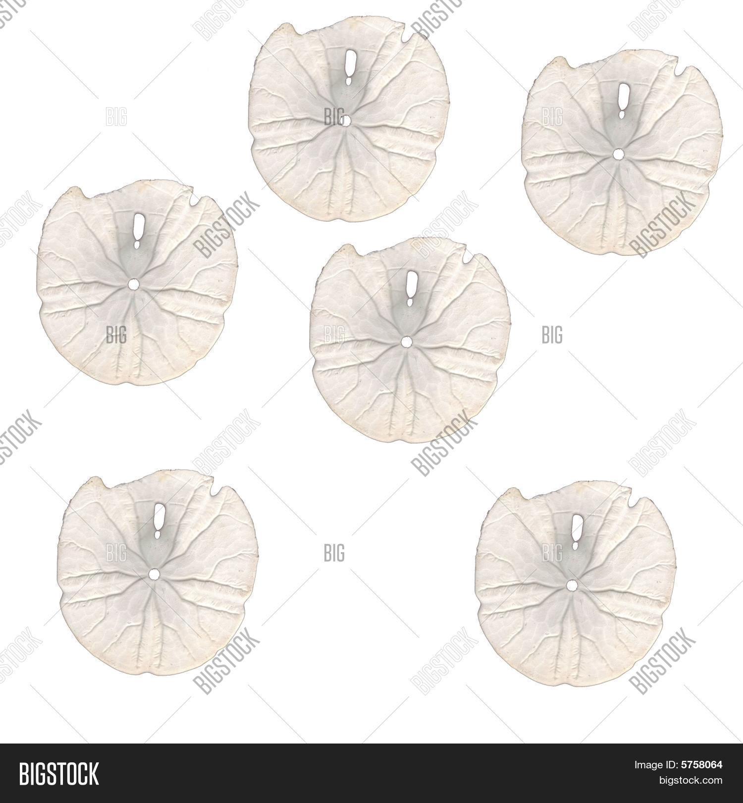 Sand Dollar Background Image & Photo (Free Trial) | Bigstock