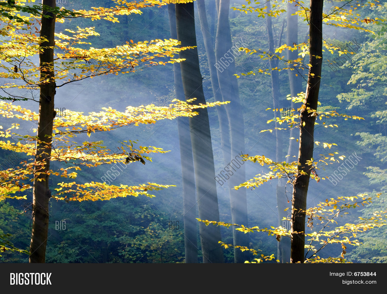 Lights Autumn Forest Image & Photo (Free Trial) | Bigstock