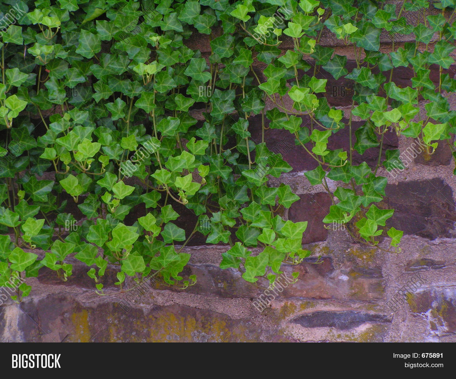 English Ivy Over Stone Image & Photo (Free Trial) | Bigstock