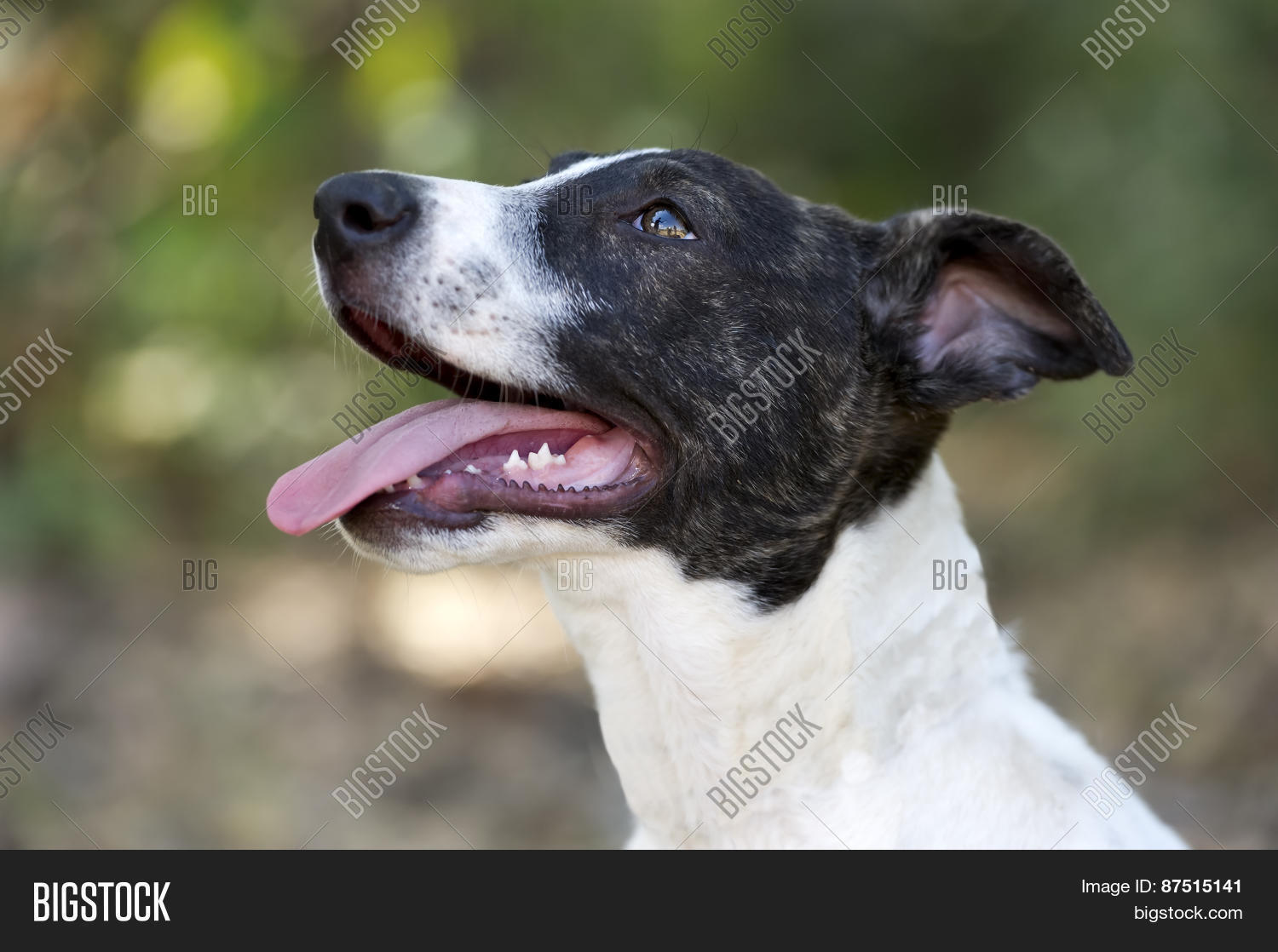 Puppy Dog Eager Image & Photo (Free Trial) | Bigstock