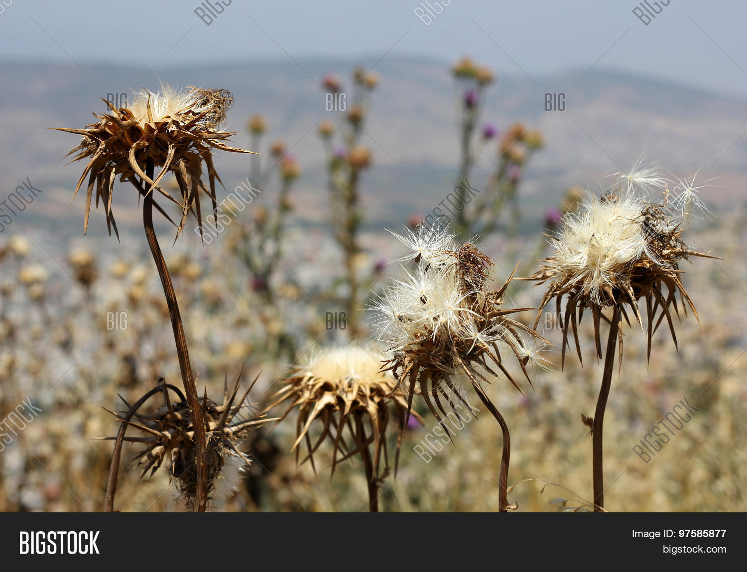 Deflorate Flowers Image & Photo (Free Trial) | Bigstock