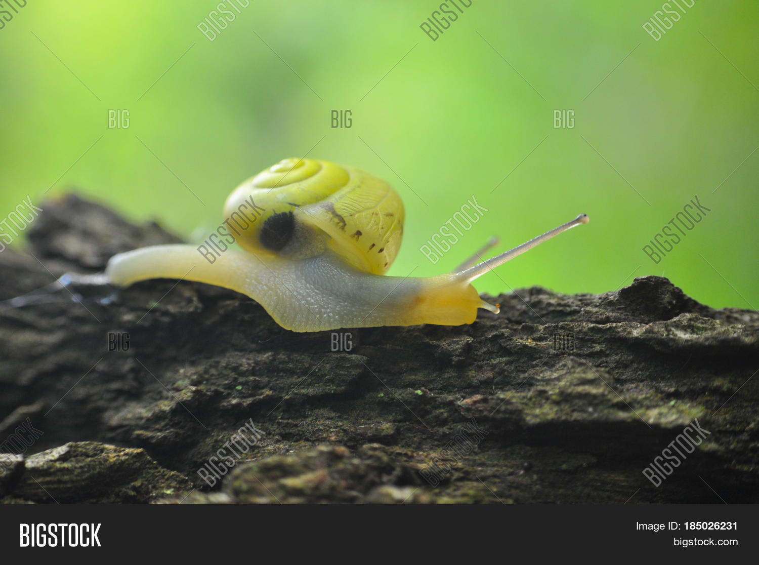 Imagen y foto Little Yellow Snail (prueba gratis) | Bigstock