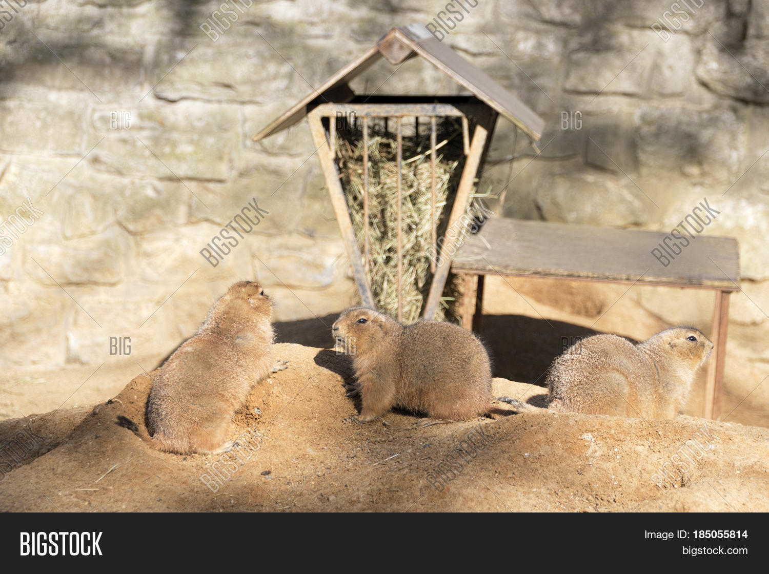 3 Prairie Dogs Their Image & Photo (Free Trial) | Bigstock