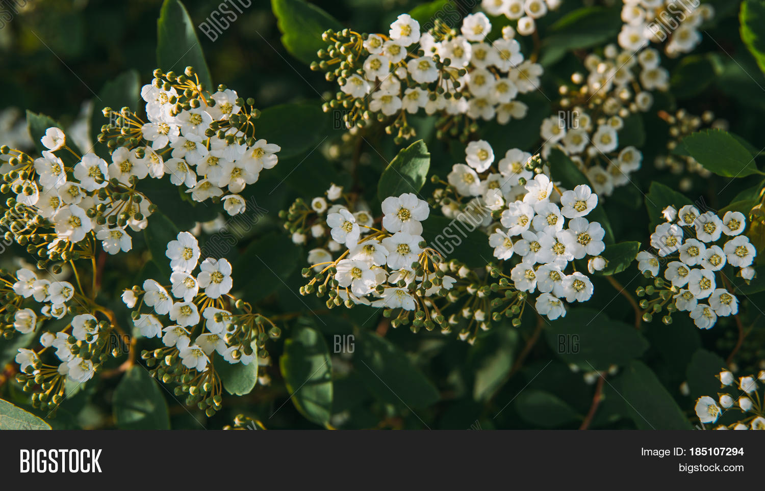 White Flowers Shrub Image & Photo (Free Trial) | Bigstock