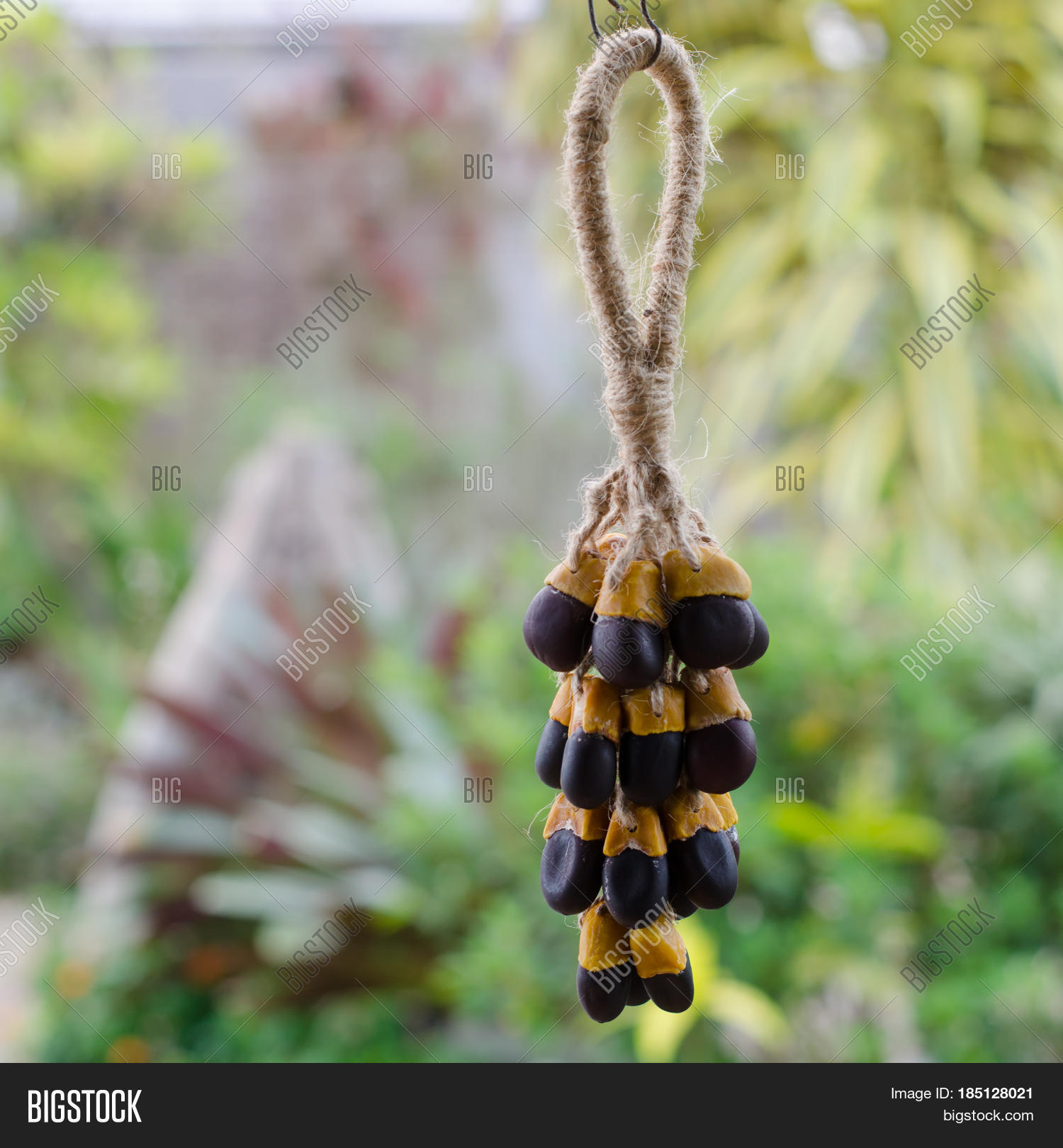 Imagen y foto Bunch Afzelia (prueba gratis) | Bigstock