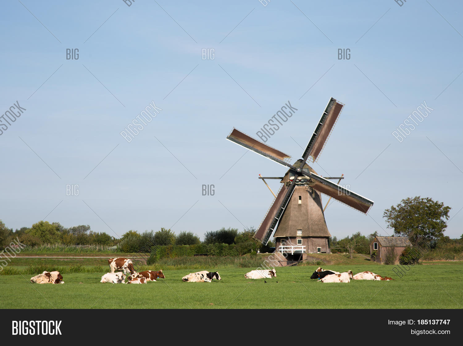 Dutch Cows Meadow Near Image & Photo (Free Trial) | Bigstock