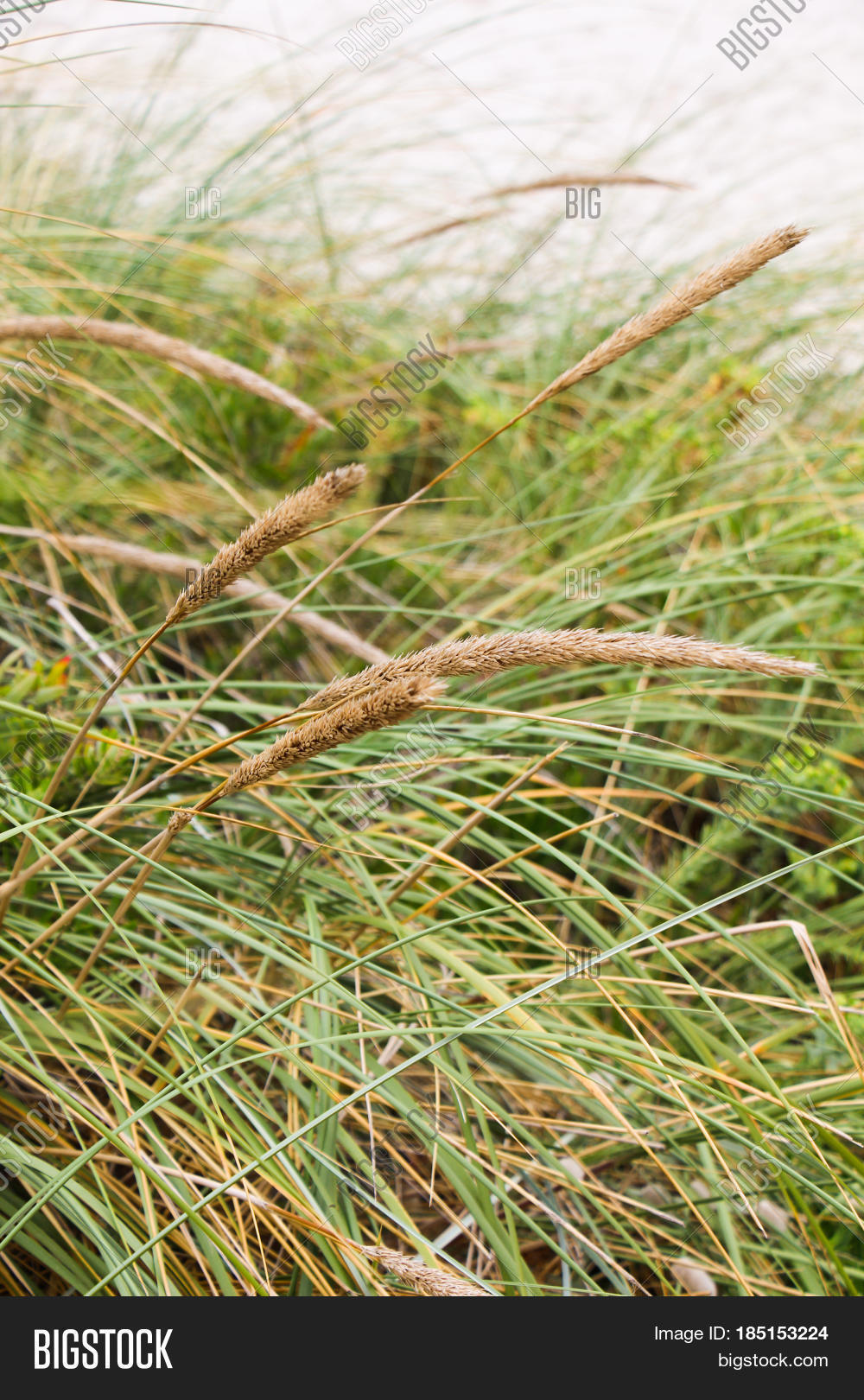 Close Long Green Grass Image & Photo (Free Trial) | Bigstock