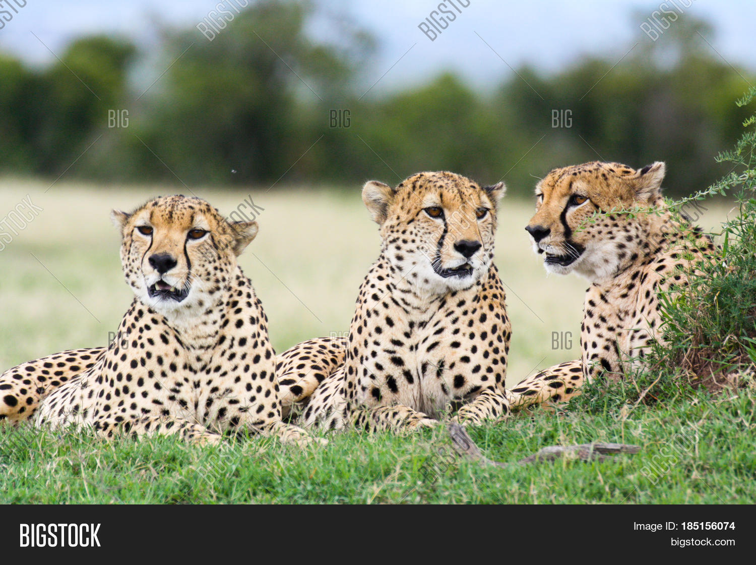 Three Male Cheetahs ( Image & Photo (Free Trial) | Bigstock