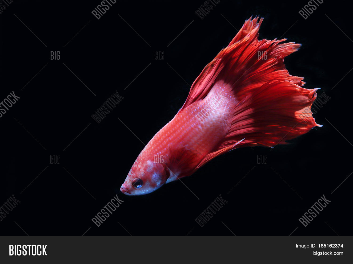 Red Fighting Fish On Image & Photo (Free Trial) | Bigstock