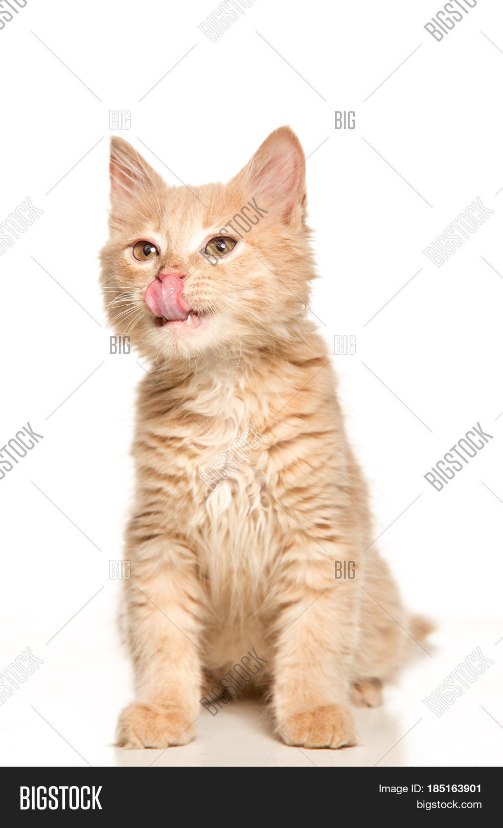 Red White Cat On White Image & Photo (Free Trial) | Bigstock