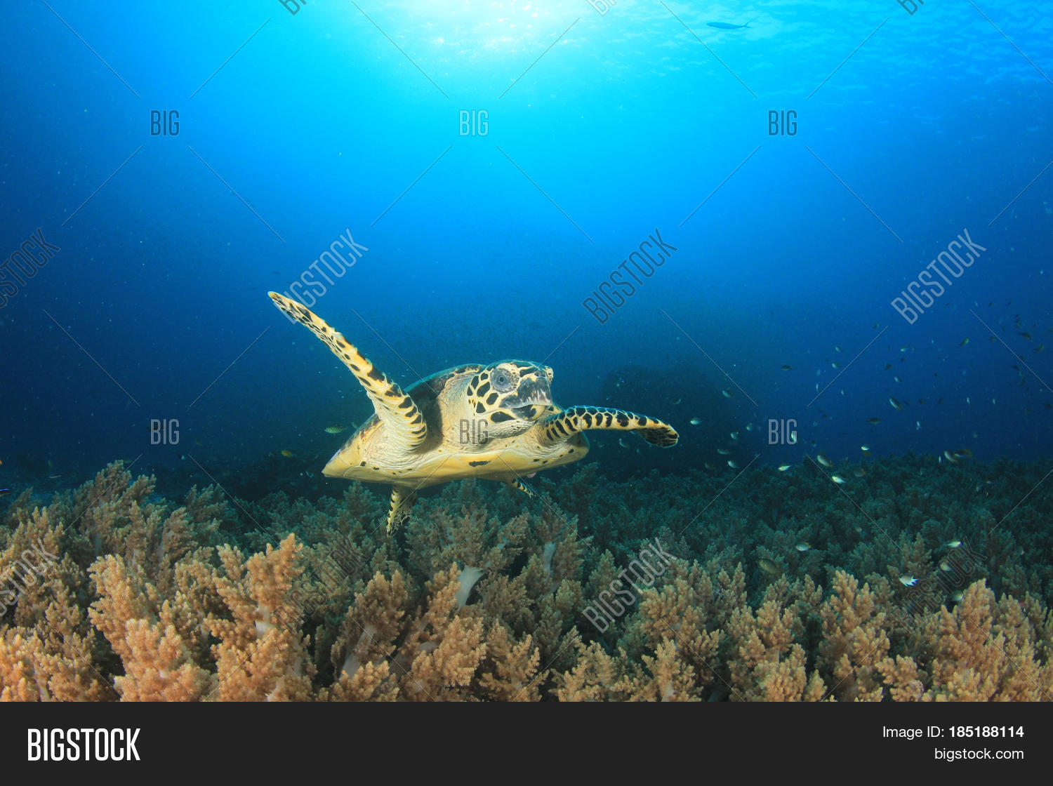 Hawksbill Sea Turtle Image & Photo (Free Trial) | Bigstock