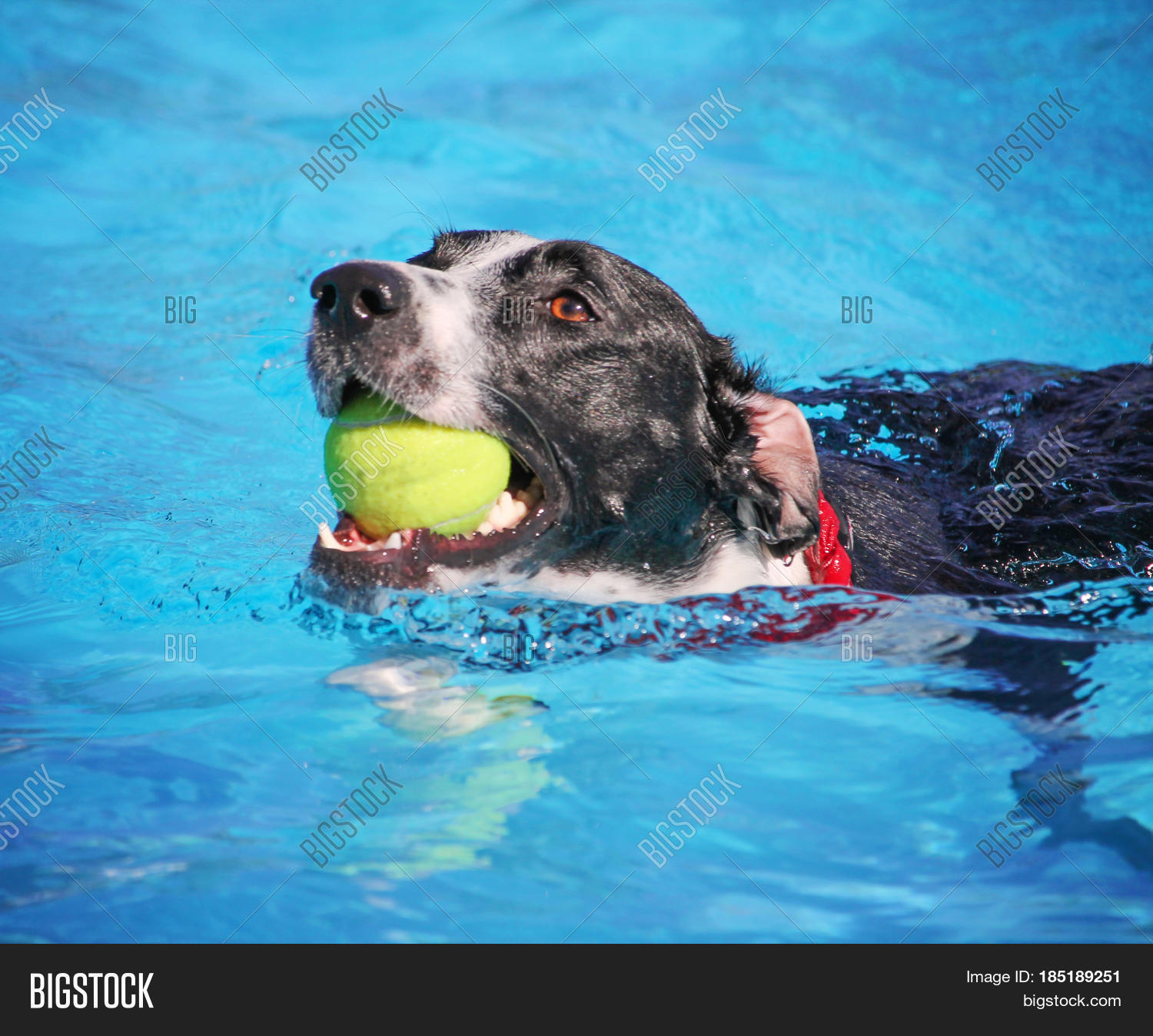 Cute Dog Swimming Image & Photo (Free Trial) | Bigstock