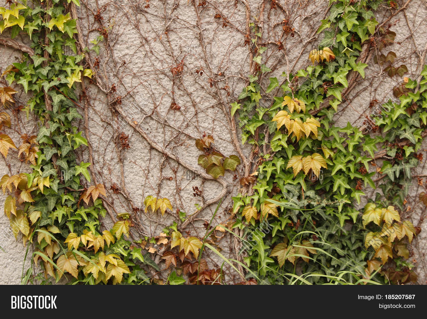 This Poisonous Ivy On Image & Photo (Free Trial) | Bigstock