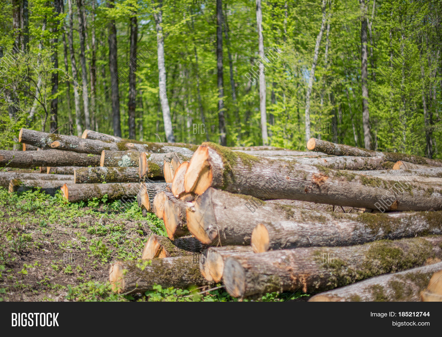 Stack Felled Oak Trees Image & Photo (Free Trial) | Bigstock