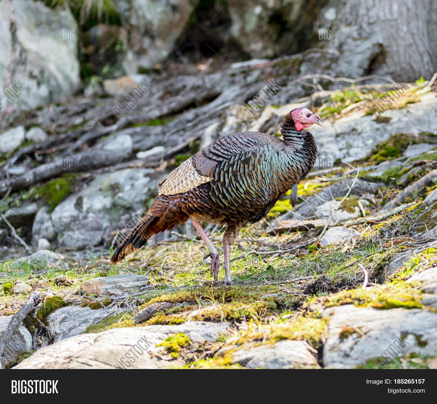 Turkey Large Bird , Image & Photo (Free Trial) | Bigstock
