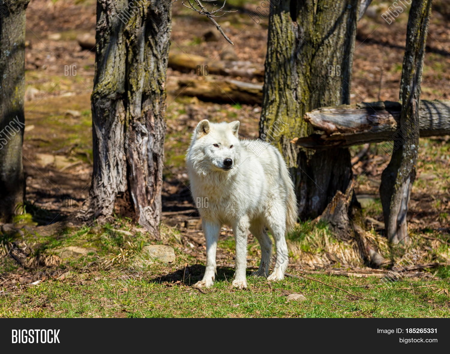 White Arctic Wolf Image & Photo (Free Trial) | Bigstock