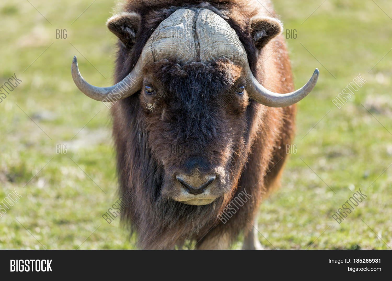 Musk Ox Nature Reserve Image & Photo (Free Trial) | Bigstock