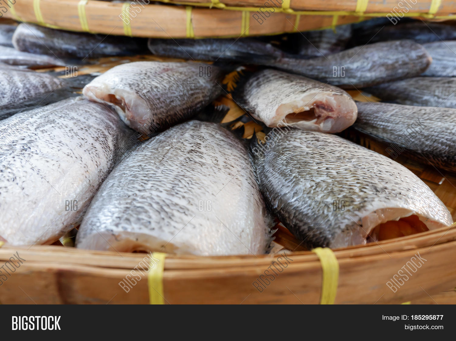 Snakeskin Gourami Fish Image & Photo (Free Trial) | Bigstock