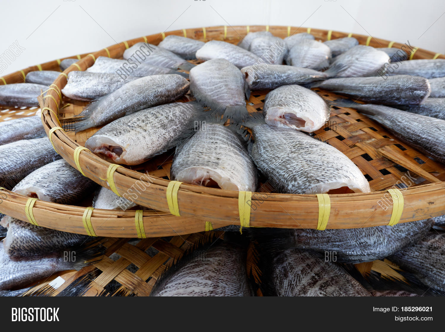 Snakeskin Gourami Fish Image & Photo (Free Trial) | Bigstock