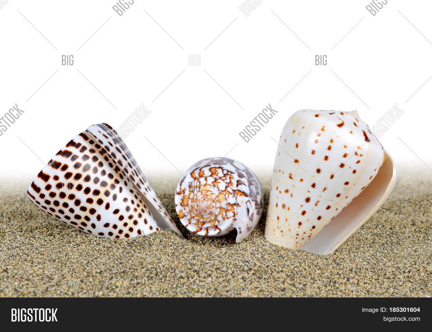 Tropical Sea Shells Image & Photo (Free Trial) | Bigstock