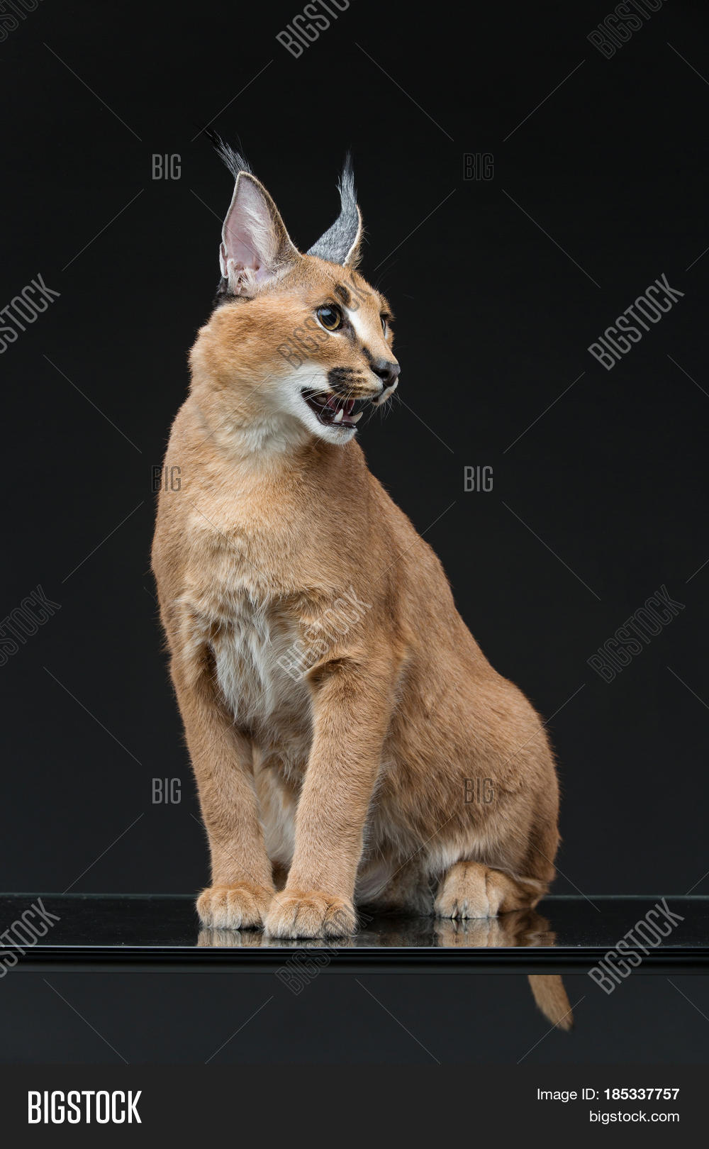 Beautiful Caracal Lynx Image & Photo (Free Trial) | Bigstock