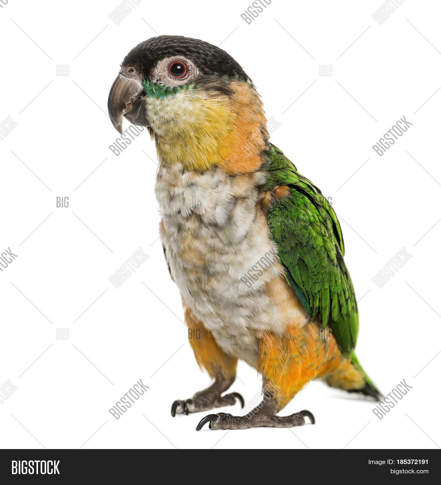 Black-capped Parrot, Image & Photo (Free Trial) | Bigstock