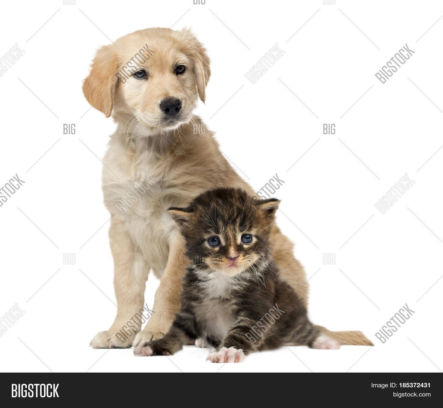 Dog Cat Sitting, Image & Photo (Free Trial) | Bigstock