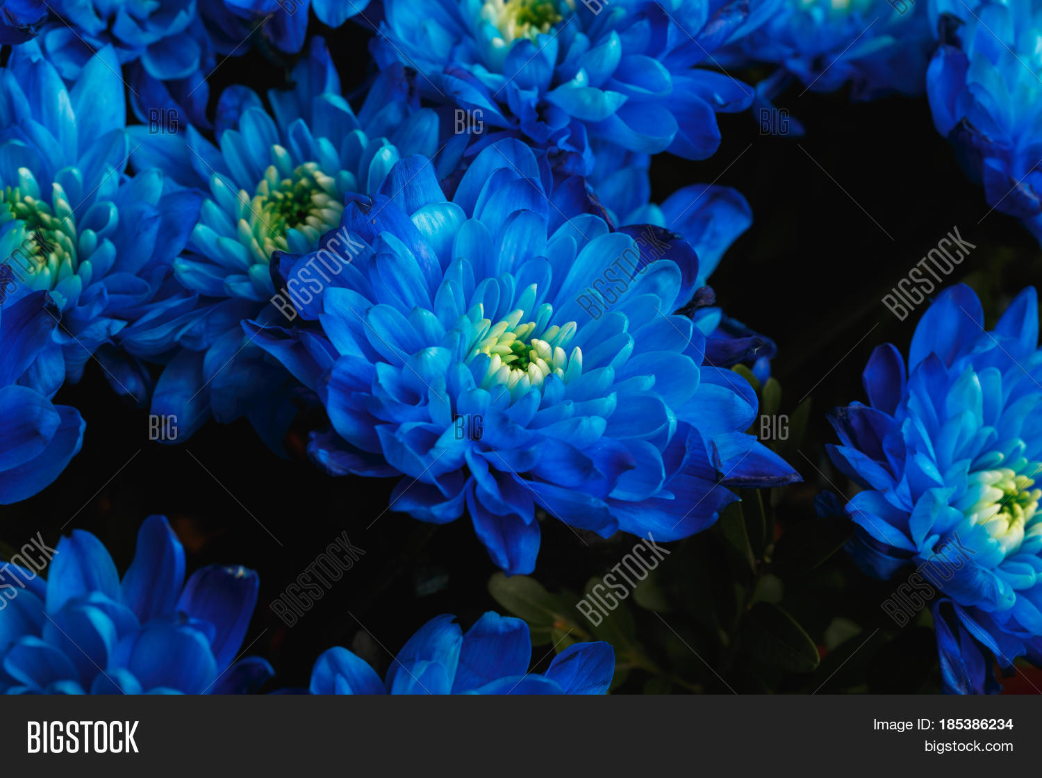 Blue Chrysanthemum Image & Photo (Free Trial) | Bigstock