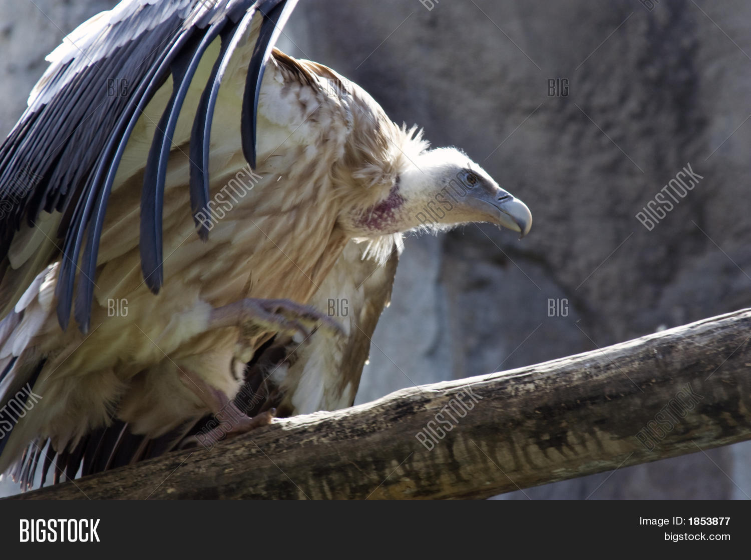 Gyps Himalayensis Image & Photo (Free Trial) | Bigstock