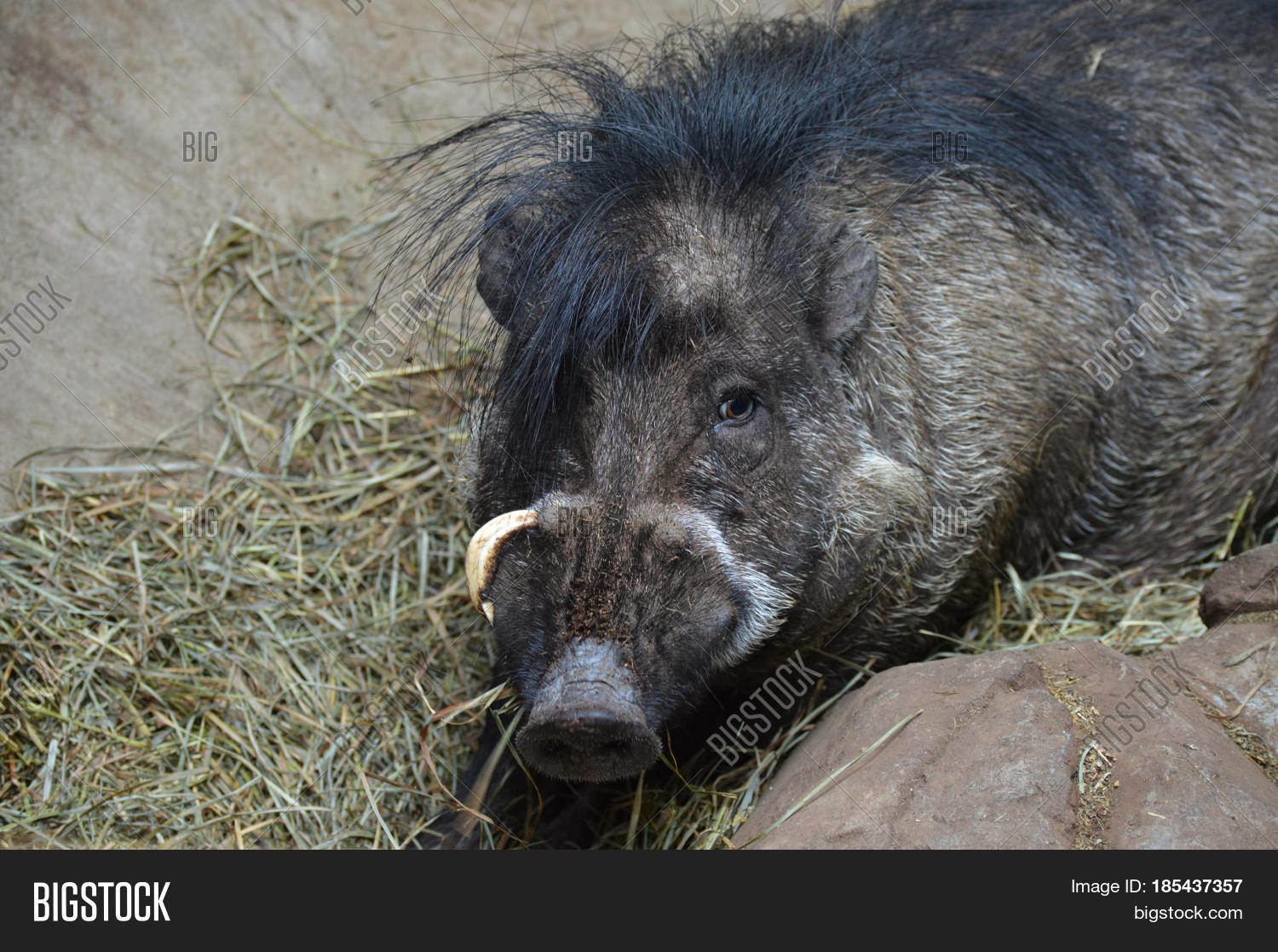 Close Visayan Warty Image & Photo (Free Trial) | Bigstock