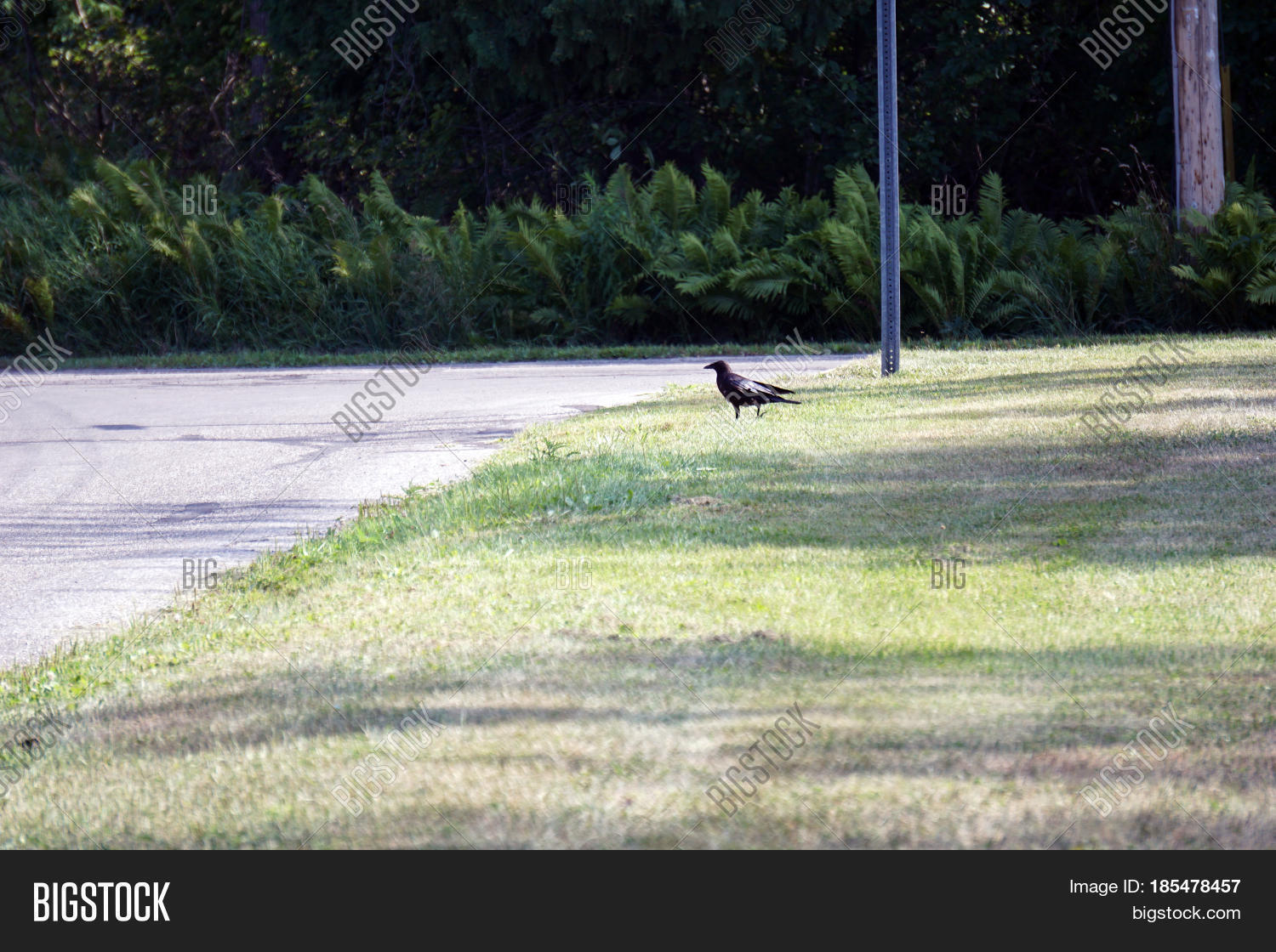 American Crow (Corvus Image & Photo (Free Trial) | Bigstock