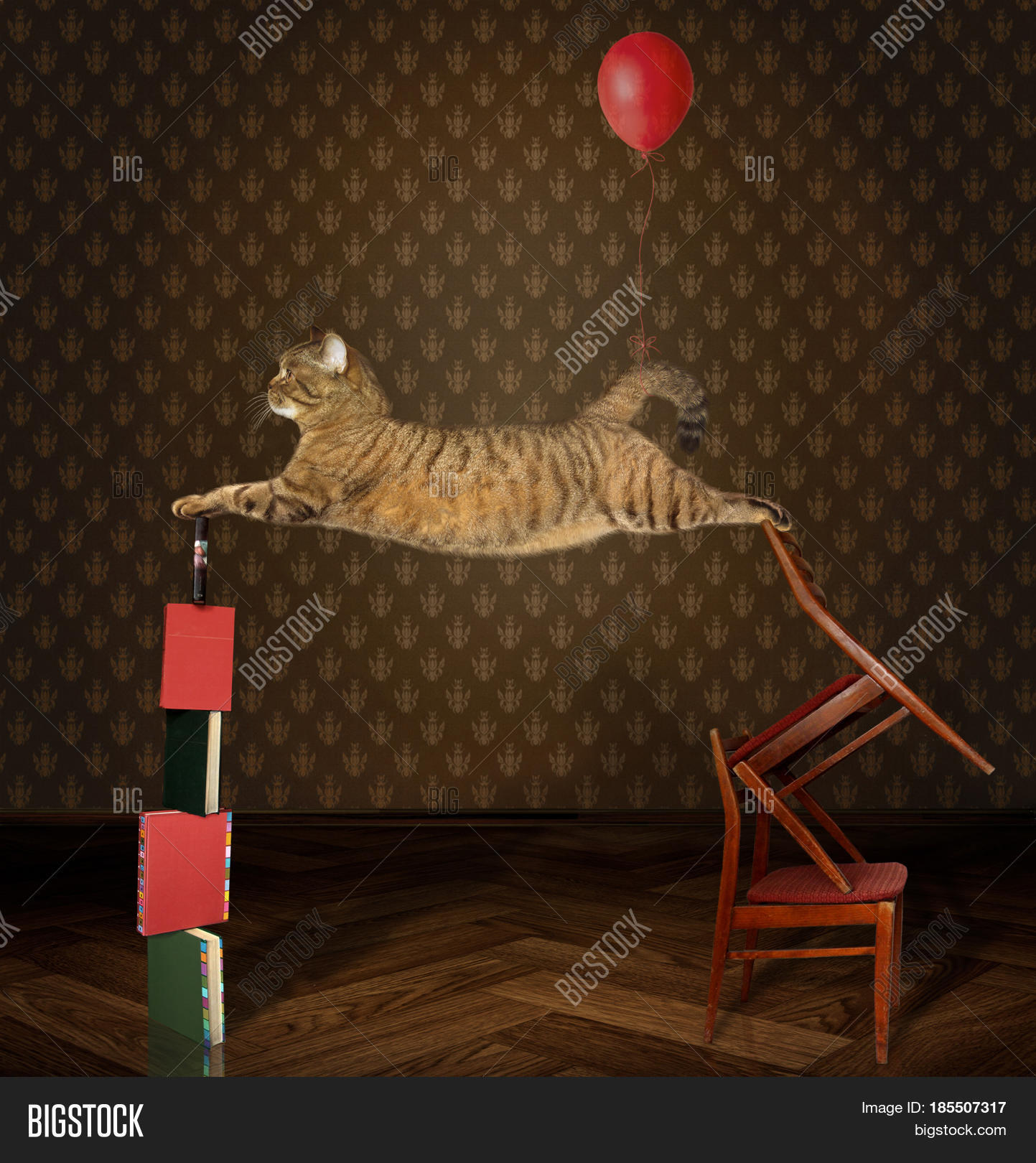 Cat Acrobat Performing Image & Photo (Free Trial) | Bigstock