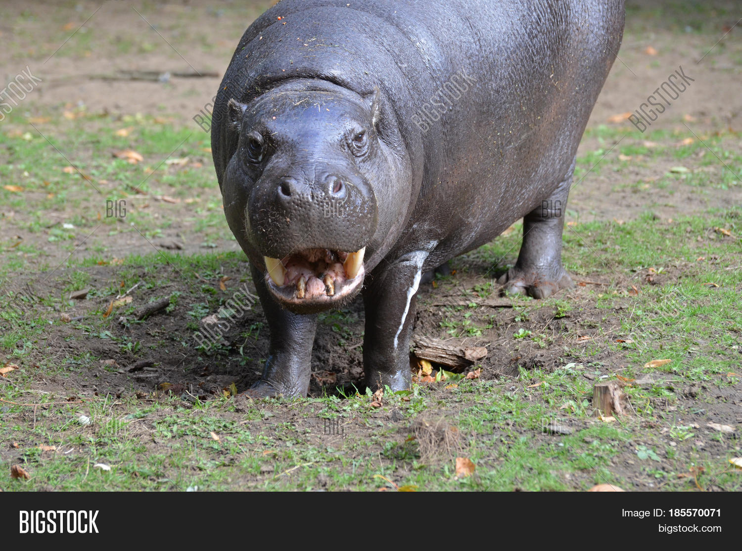 Smiling Pygmy Hippo Image & Photo (Free Trial) | Bigstock