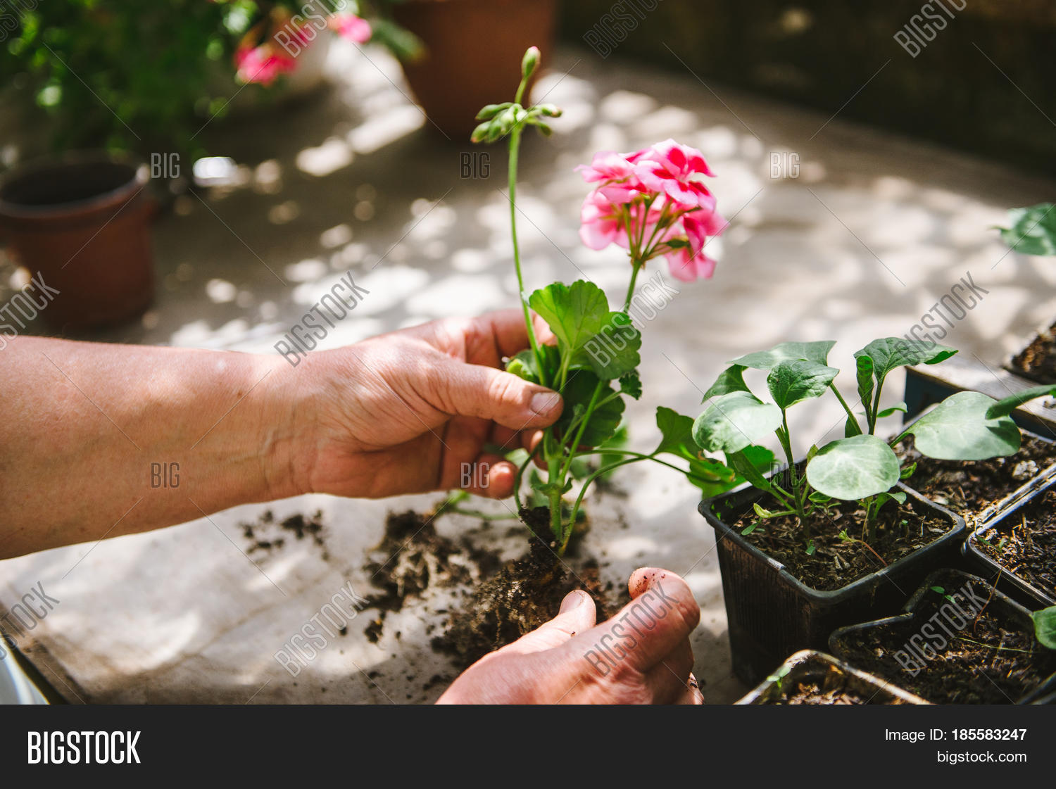 Preparation Plants Image & Photo (Free Trial) | Bigstock