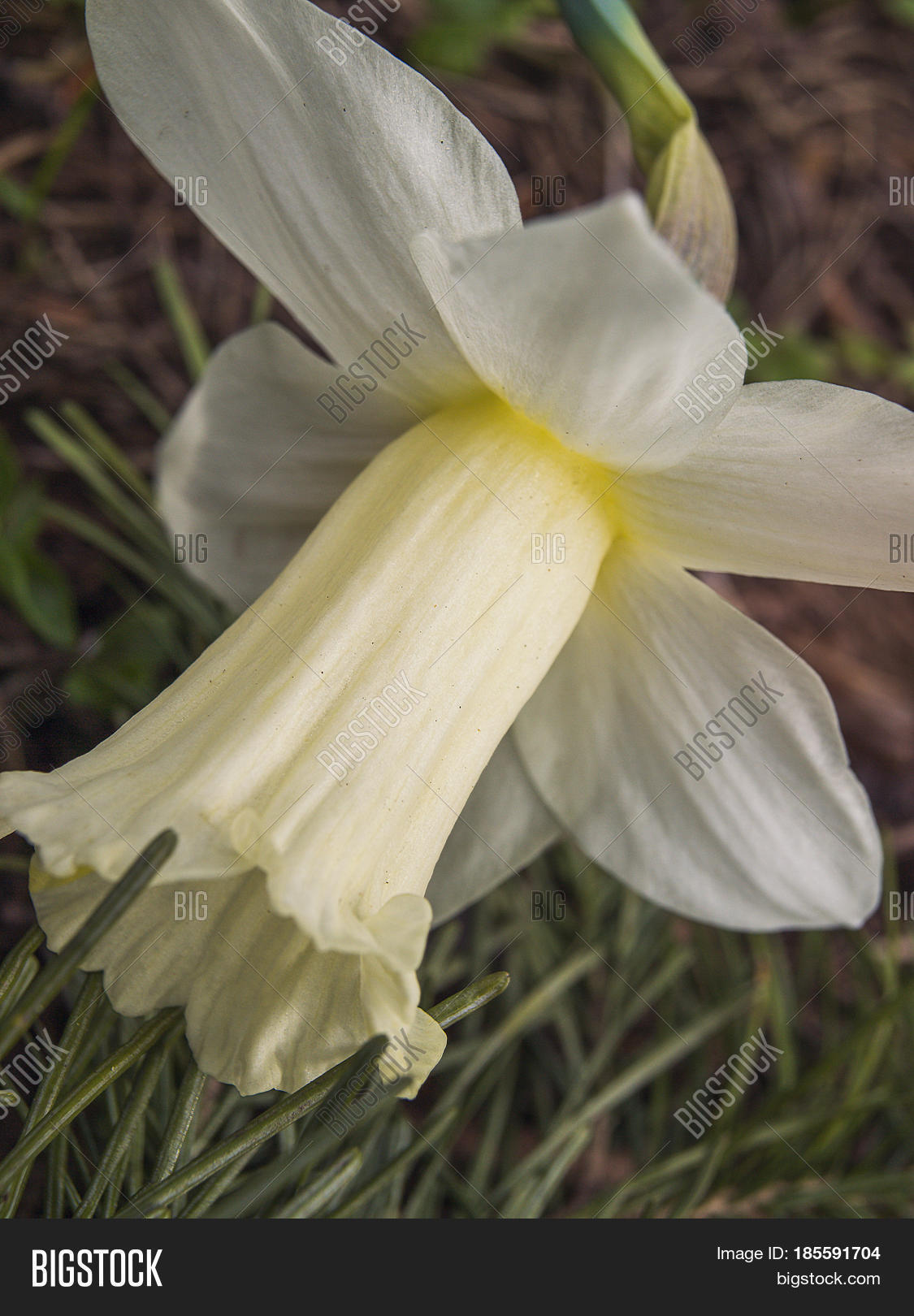Yellow Jonquil Rush Image & Photo (Free Trial) | Bigstock