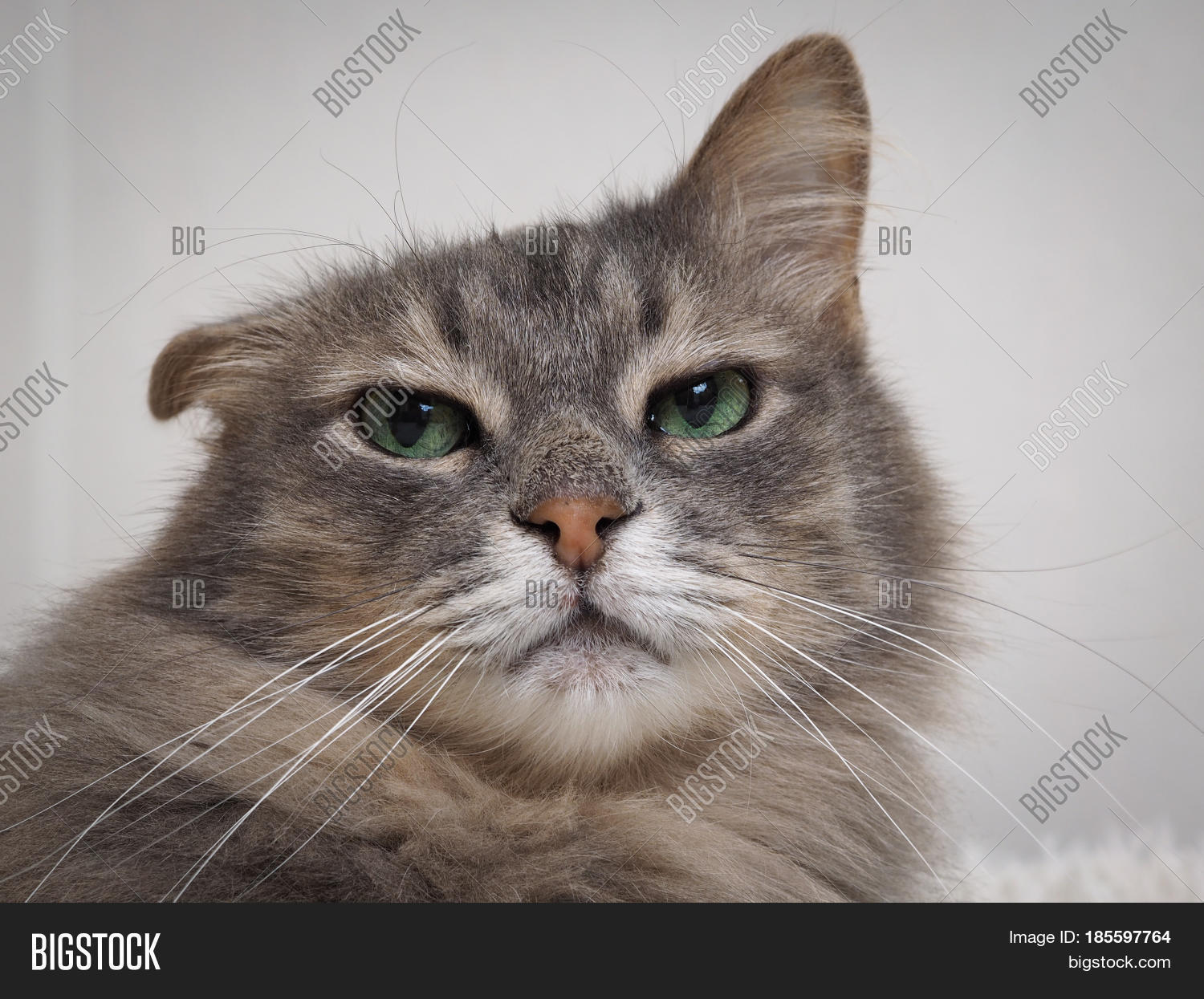 Funny Big Cat Drooping Image & Photo (Free Trial) | Bigstock