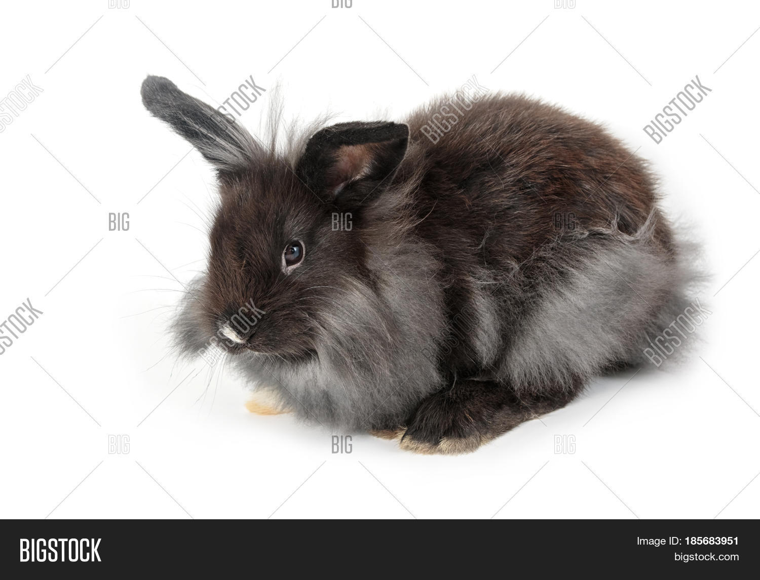 Lionhead Bunny Rabbit Image & Photo (Free Trial) | Bigstock