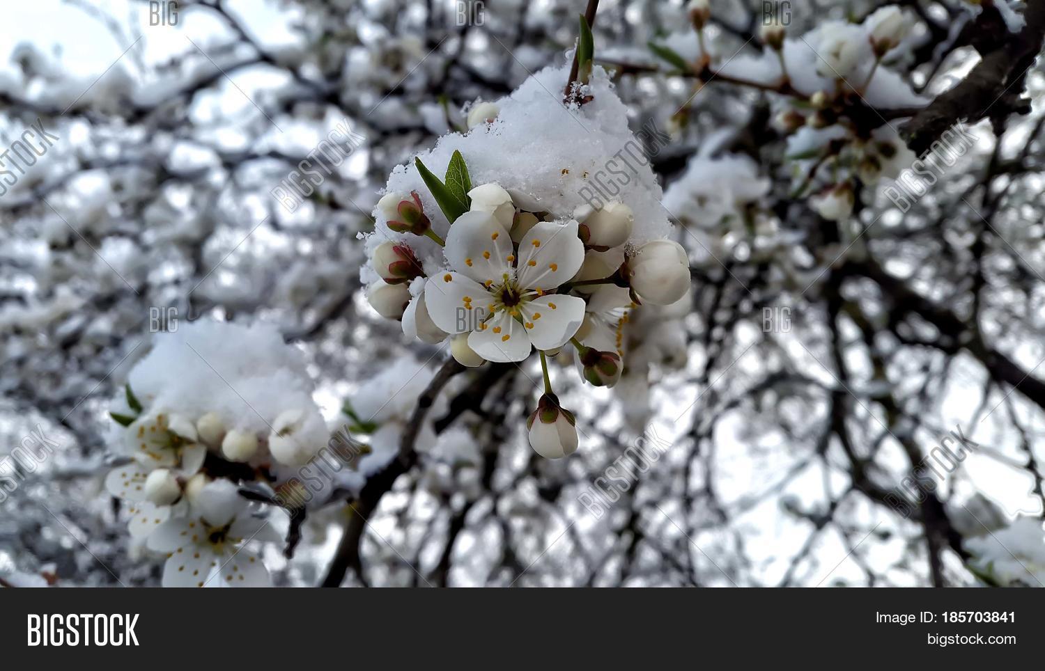 Spring Buds Flowers Image & Photo (Free Trial) | Bigstock