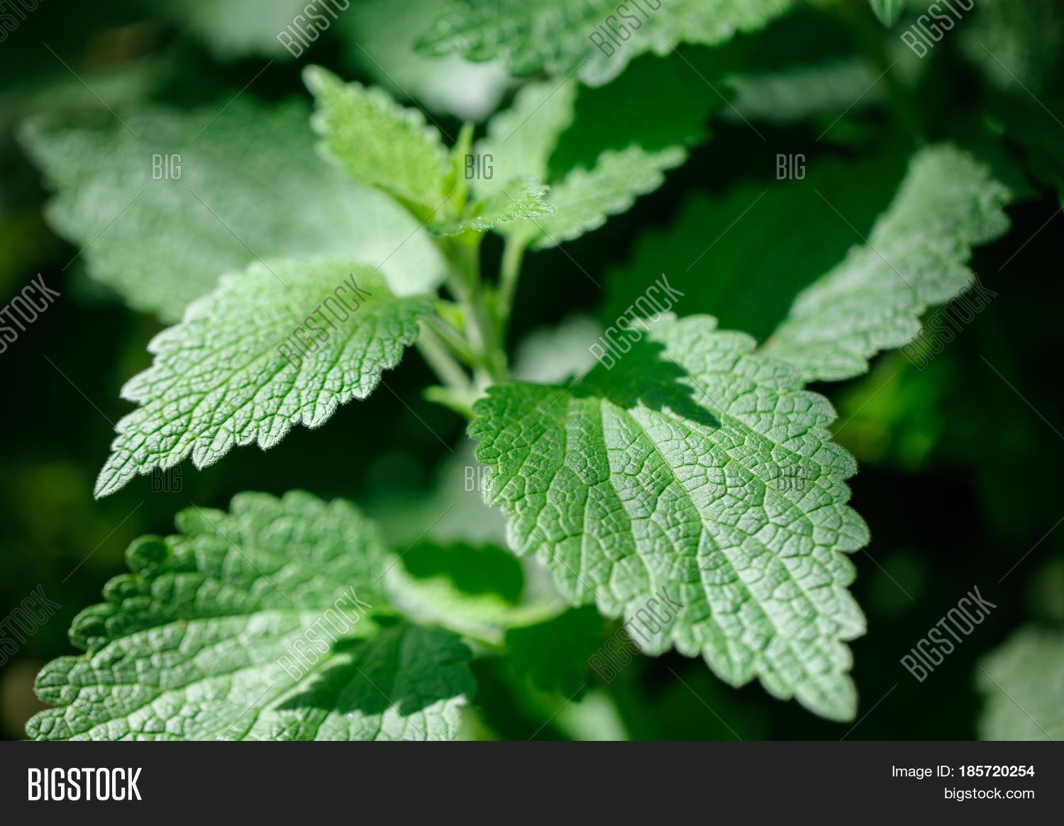 Common Nettle. Green Image & Photo (Free Trial) | Bigstock