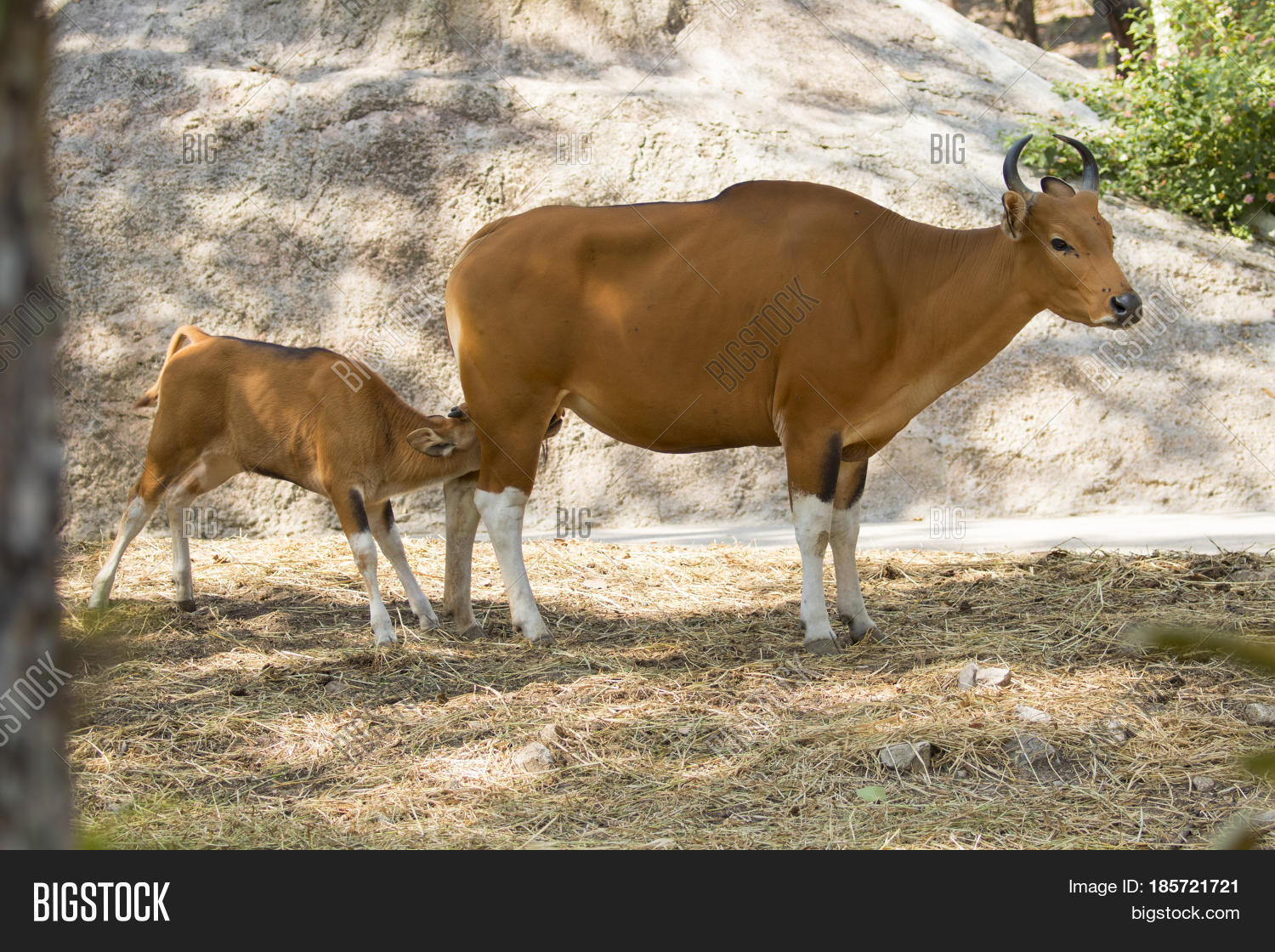 Image Red Bull Female Image & Photo (Free Trial) | Bigstock